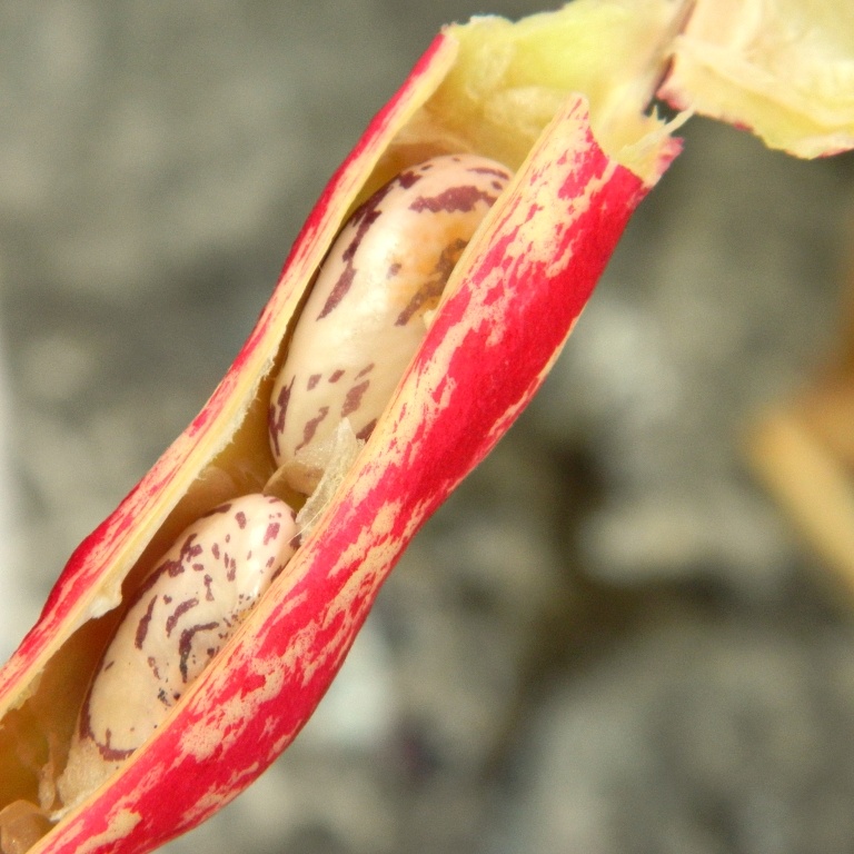 Speckled Beans in Red Casing at Il Capo Street Market - Experience Sicily