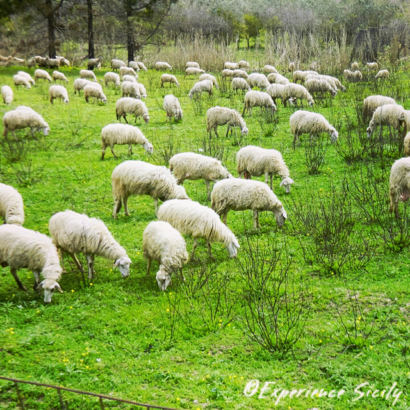 A Flock of Sheep - Experience Sicily