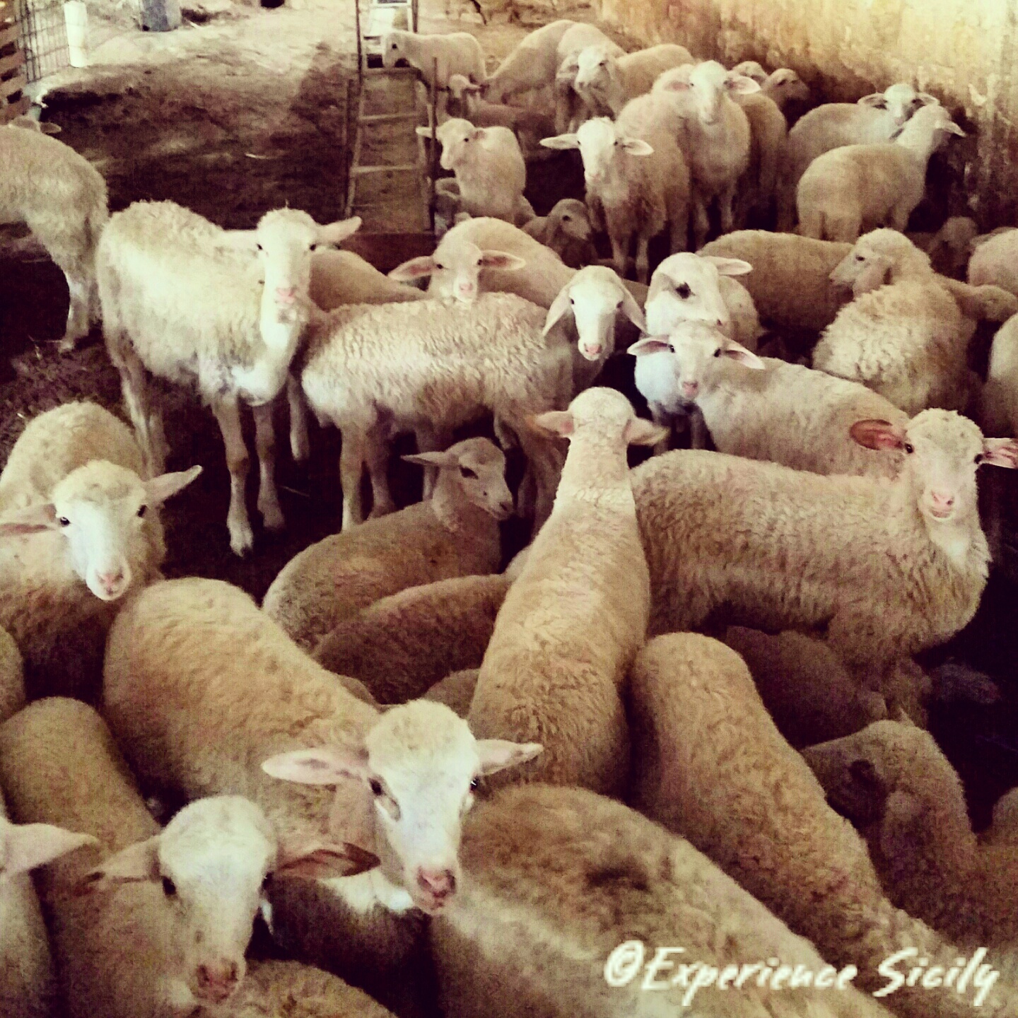Sheep Festivals In Sicily 700 Sheep Graze In Milan's Piazza Del Duomo