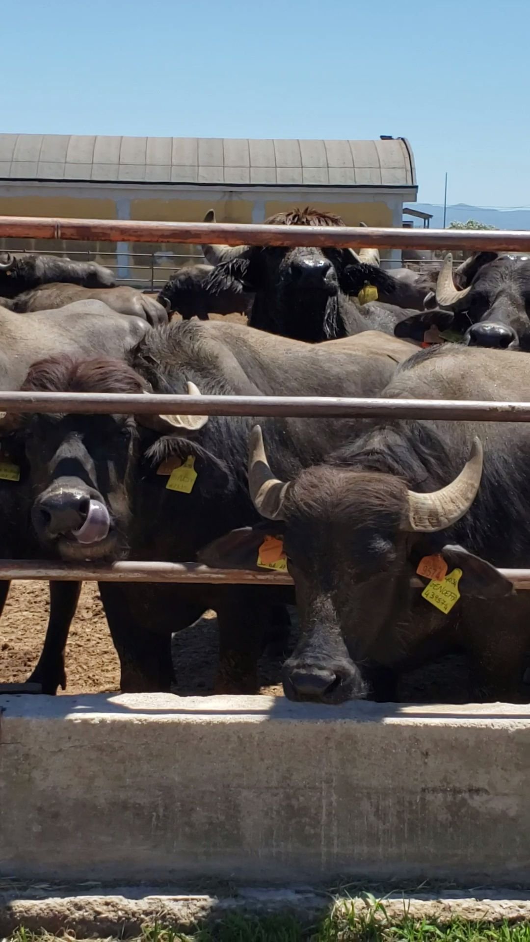 Southern Secrets, Day 2: Cooking On The Buffalo Farm - Experience Sicily