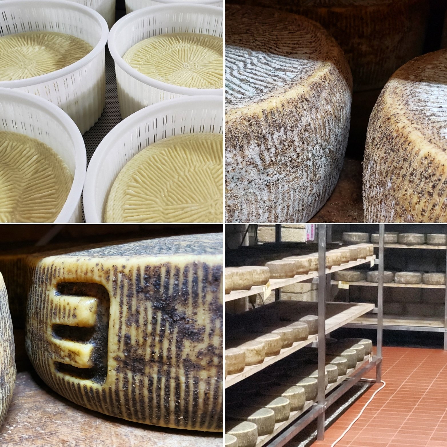 Cheese, Glorious Tuma Persa Cheese - Experience Sicily