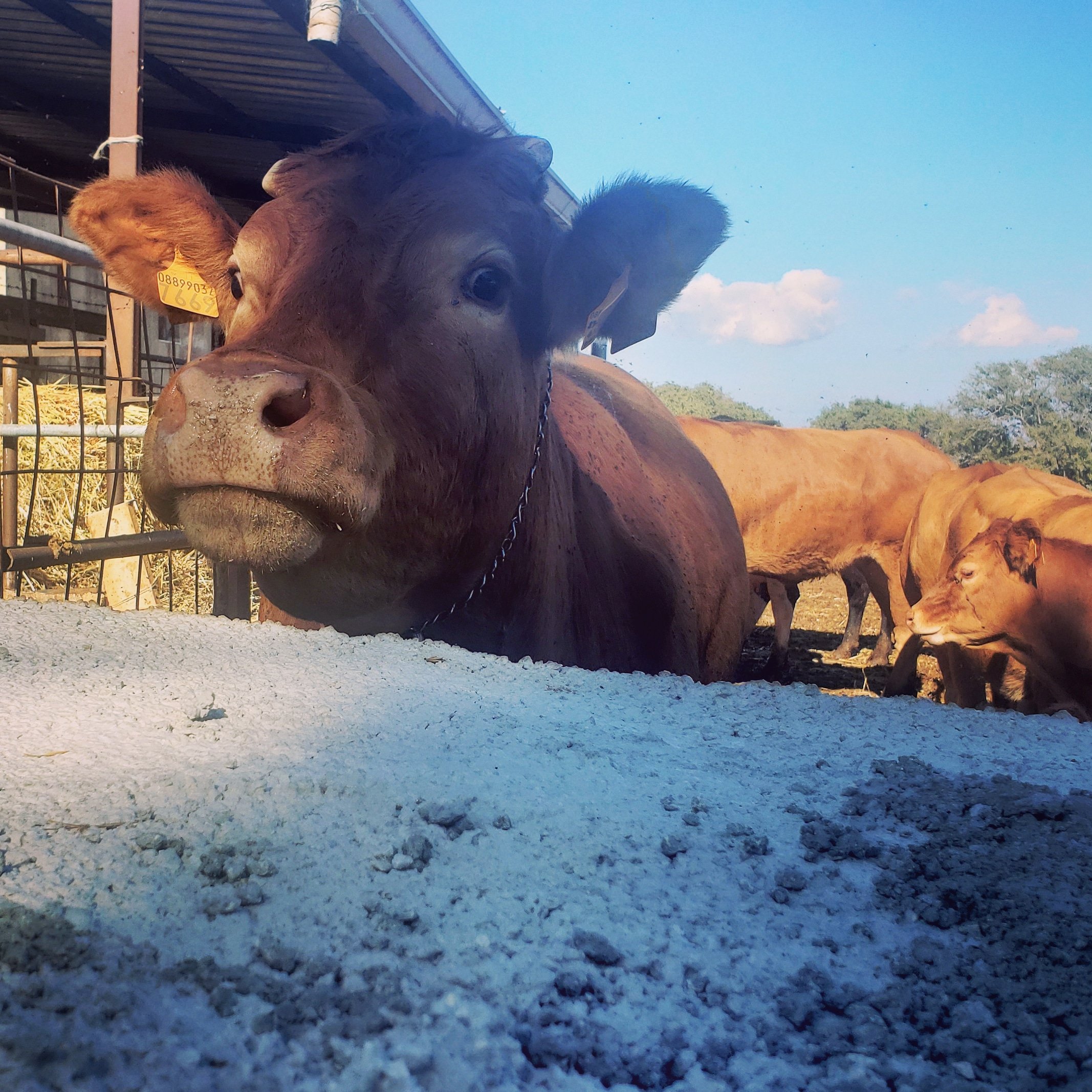 Meet Miss Modican Cow - Experience Sicily