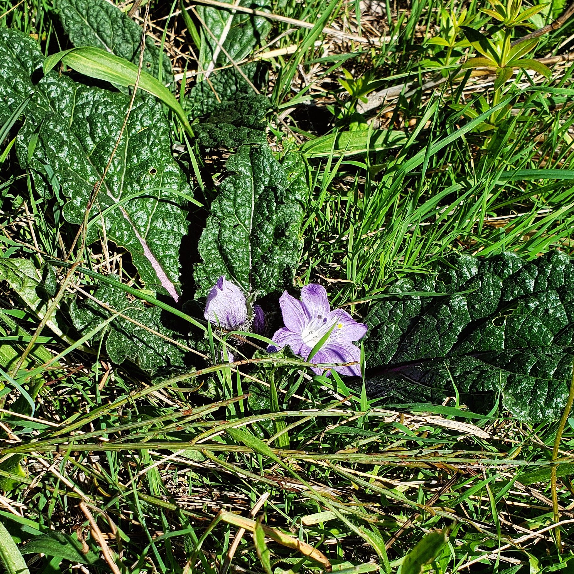 Beware And Be Kind To The Mandrake Plant - Experience Sicily