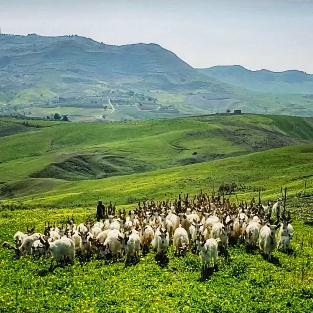 Preparing for Spring in Sicily - Experience Sicily