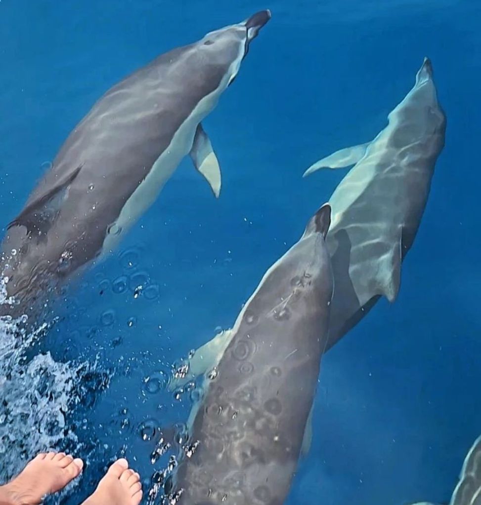 Day 10 of 16 Days of Sicily | Dancing Dolphins - Experience Sicily